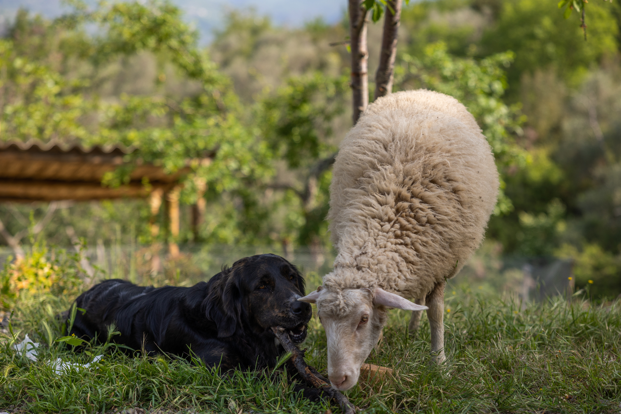 About us – Casa Pomodoro